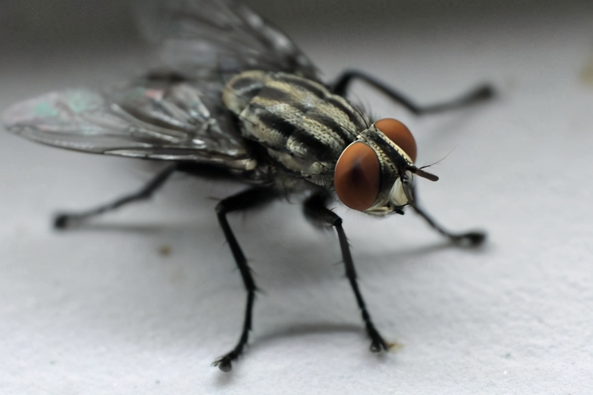 Why is it difficult to hit flies with your hands, but easy with a beat ...