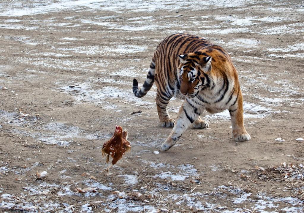 Can the South China Tiger rewild?20 South China tigers have the ability ...
