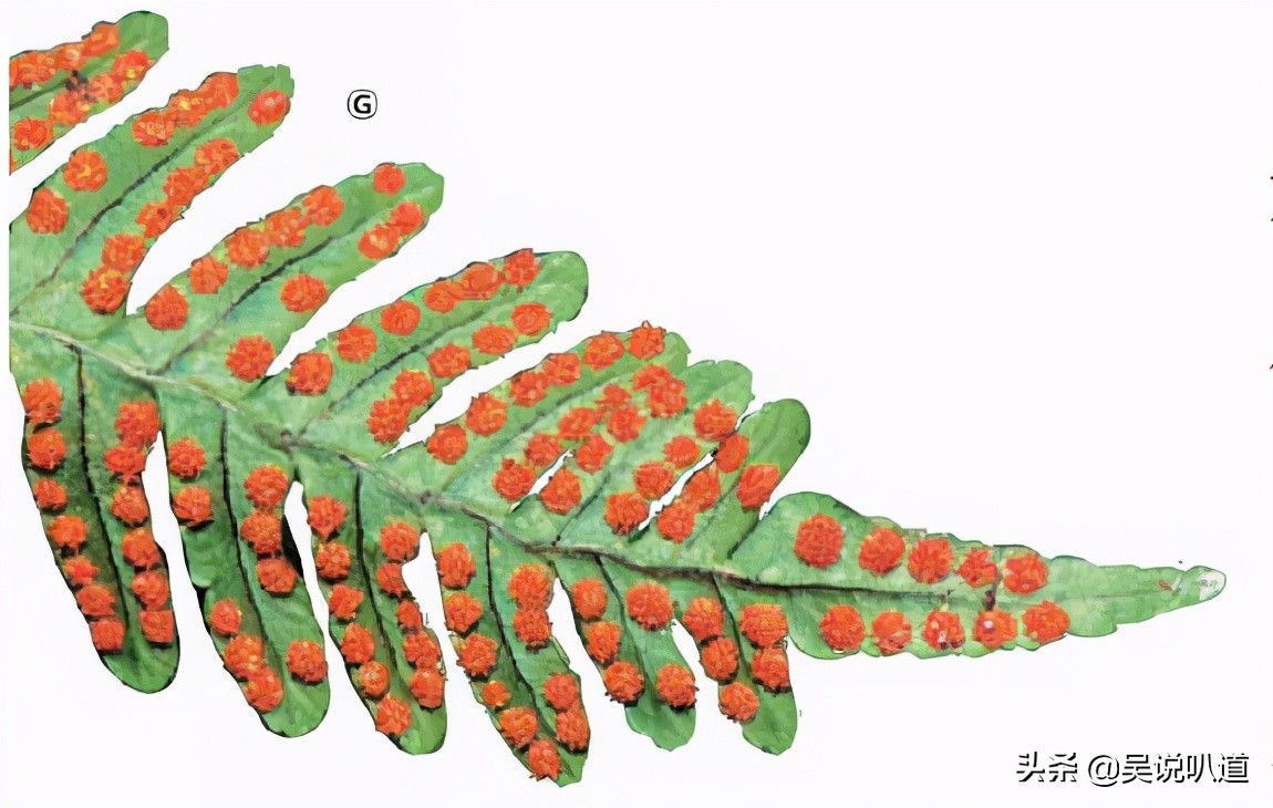 Why are there many "worm eggs" on the back of fern leaves? - iNEWS