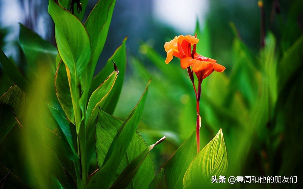 Bing Zhou and his friends: Sha Feng "Autumn" (Poems) - iNEWS