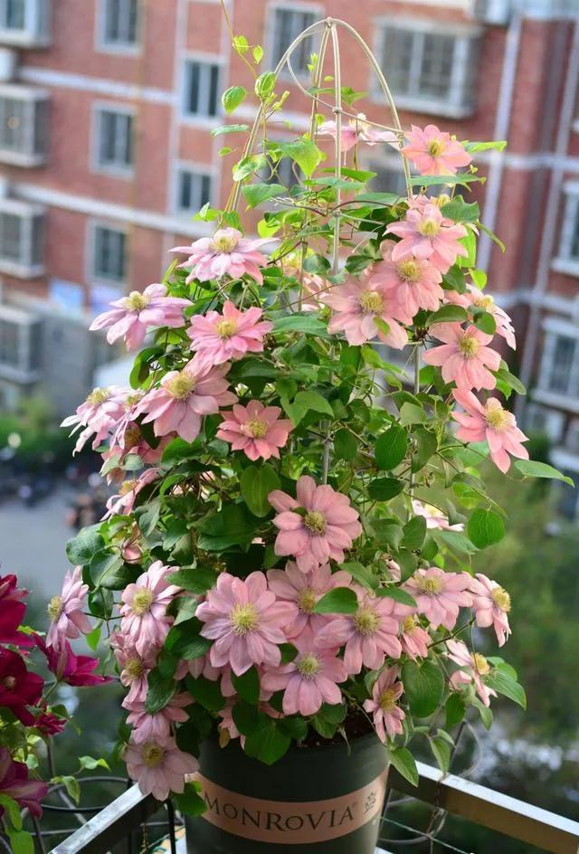 If you love to grow flowers, plant a pot of clematis—the little mermaid ...
