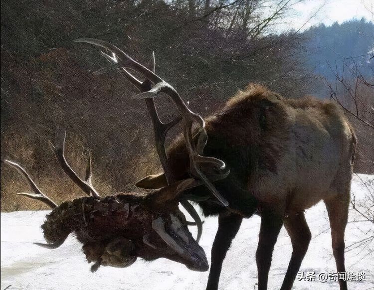 The moment when cruel animals prey and fight, the ruthless "beastness ...