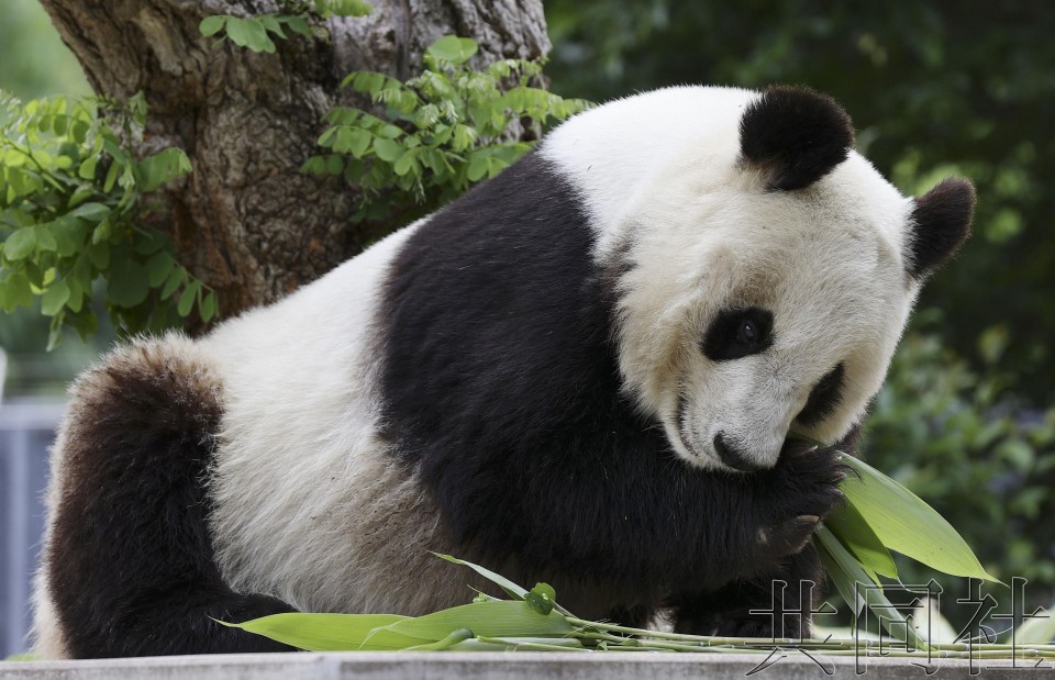 The 25-year-old giant panda Dandan who has been traveling to Japan ...