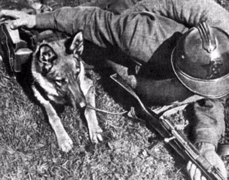 The Soviet wartime rhapsody trained military dogs to blow up tanks, and ...