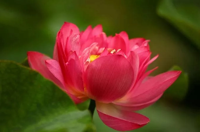 He Xian Yi Yi Hua Jie Yu series of short poems - iNEWS