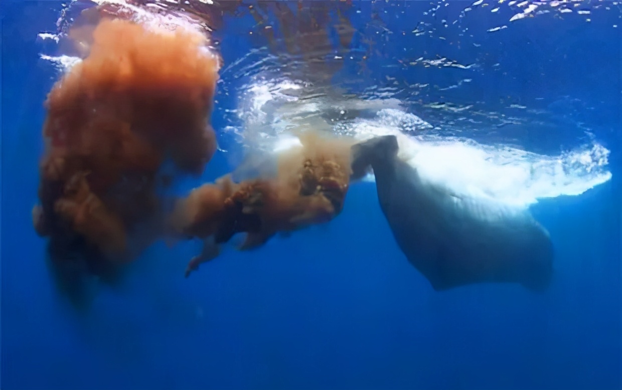 US$1.5 million in excrement: the excretion of whales is huge, why is ...
