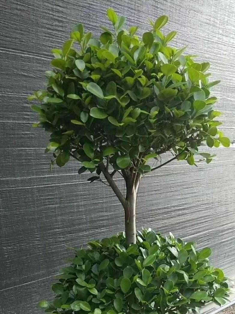 3 kinds of famous "little banyan trees", it is good to keep at home ...