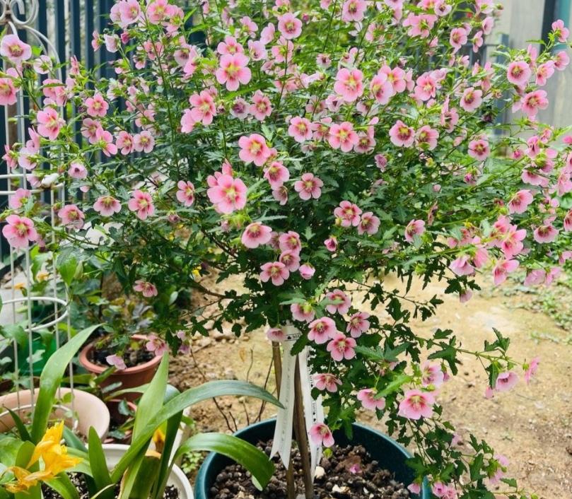 It is known as the "flowering machine". The potted plant can catch 4 ...