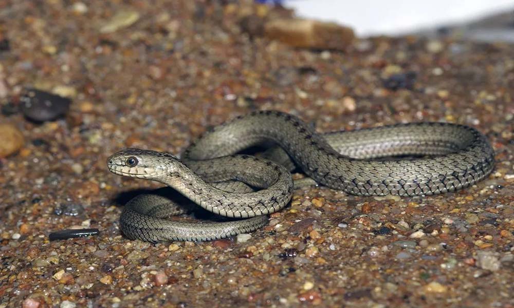 How many snakes do you know about these snakes of the snake family ...