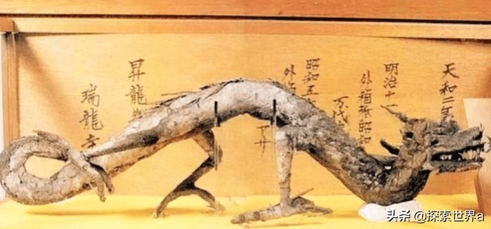 "Dragon" unearthed in China, Article 1 is 200 million years old, and ...