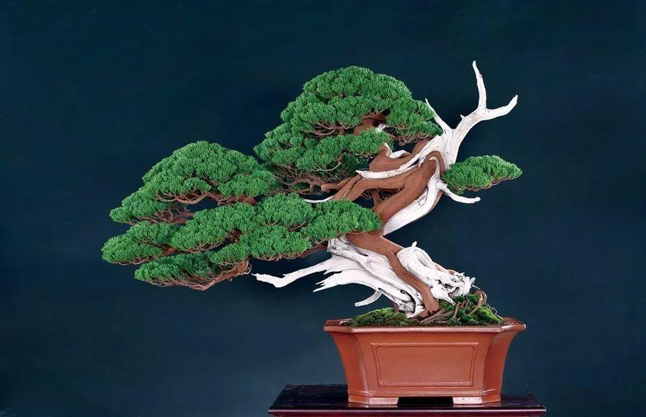 The History of the Development of Chinese Bonsai Culture - iNEWS