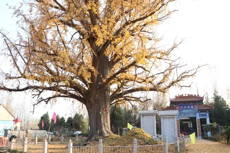 Jiang's Ancestral Hall in Lanshan District: A Century of Ginkgo Dyeing ...