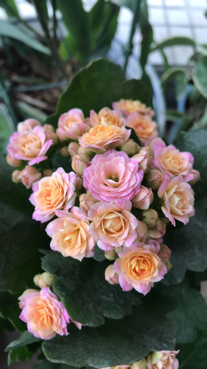 10 kinds of ultra-cold-resistant flowers that can be grown at minus 5 ...