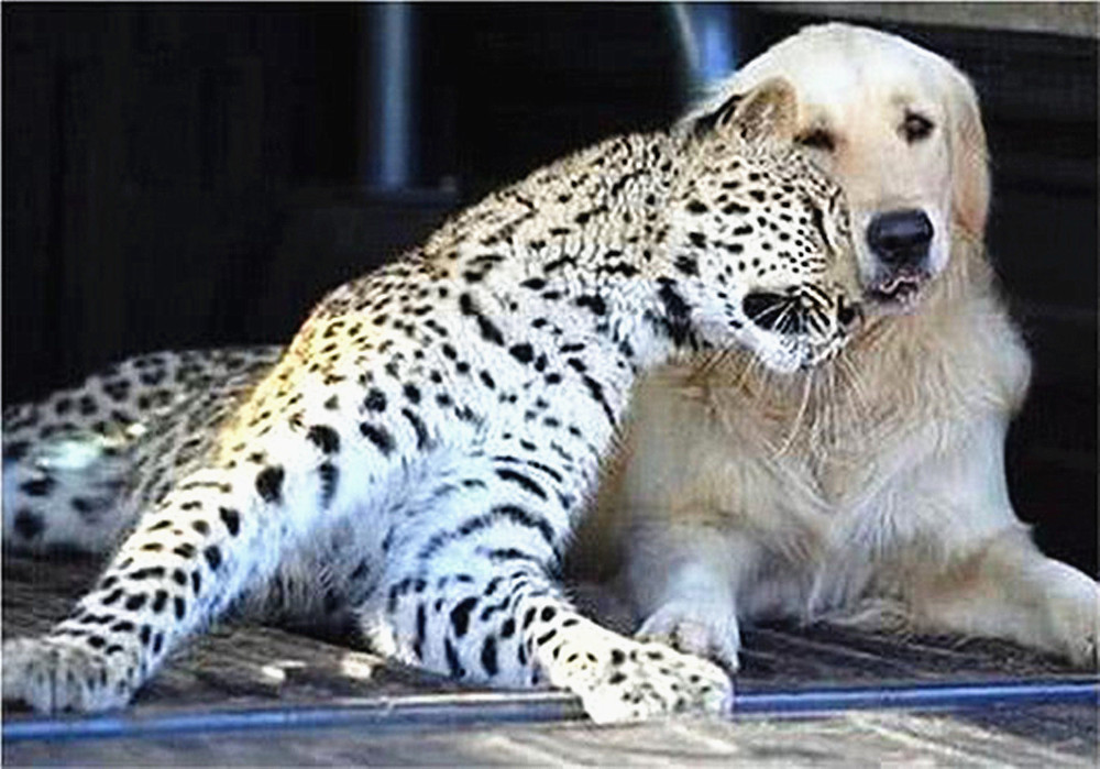 Put the leopard and dog together, feel the wrong scene when you leave ...