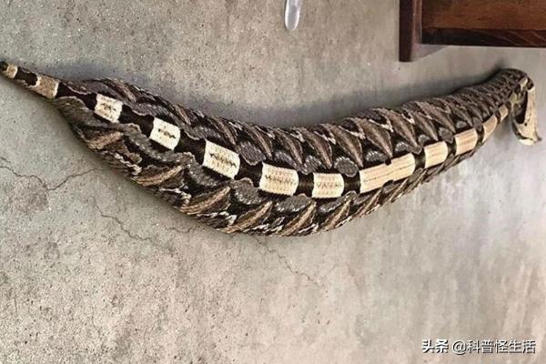 Can Gabon Hiss Viper kill the King Cobra in seconds?Is it fat by its ...