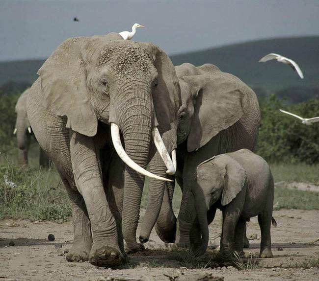 The fifth leg of an African elephant, 1.8 meters long - iNEWS
