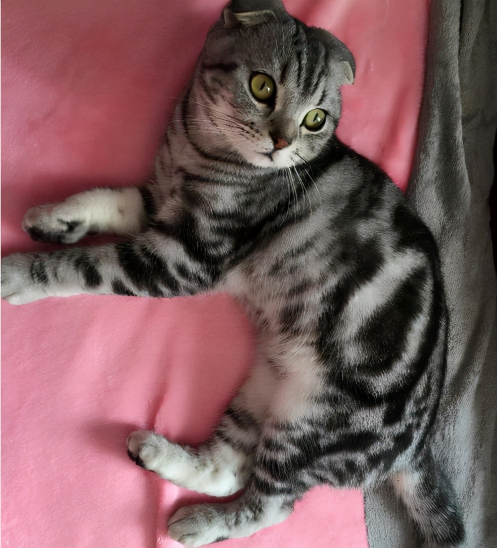 At what age did the short cats enter their old age?After getting old ...