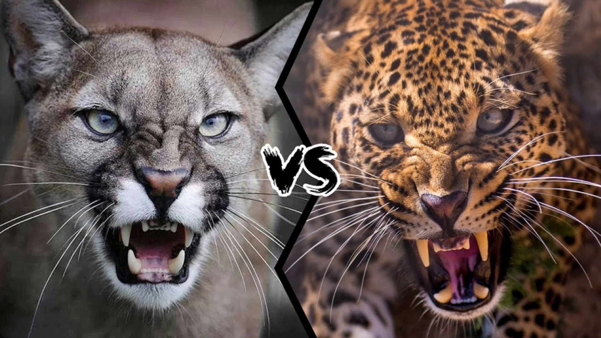 Leopard vs. Cougar, who is the most vicious killer of big cats? - iNEWS