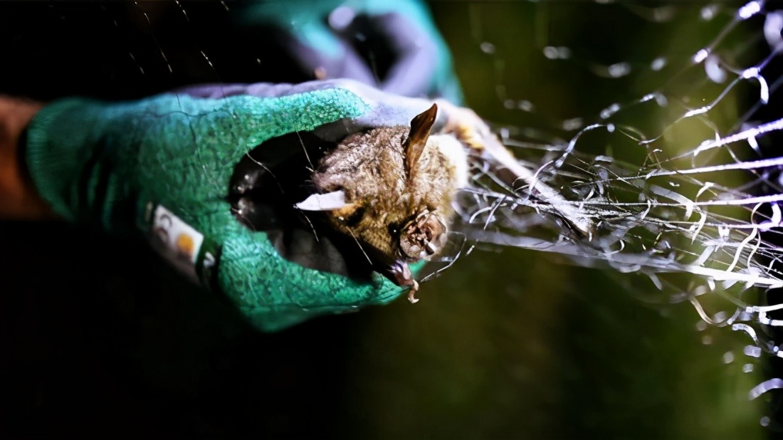 Scientists warn: 850,000 unknown viruses may infect humans. Is a ...