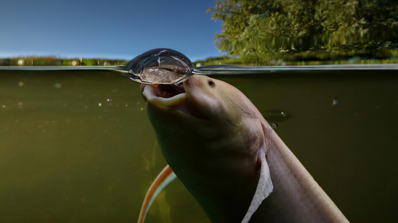 The sorrow of the African lungfish: It can hide in the ground without ...