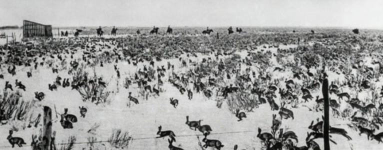 Australian Rabbit Wars for a hundred years, hundreds of billions of ...