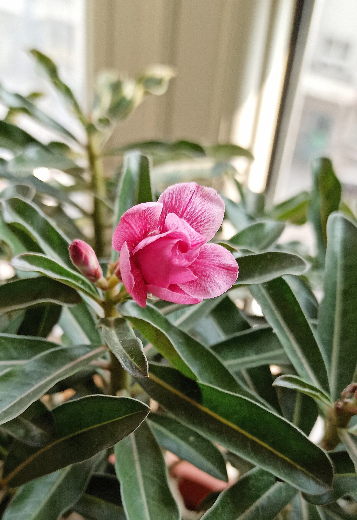 3 kinds of "big belly" flowers, suitable for raising on the table, can ...