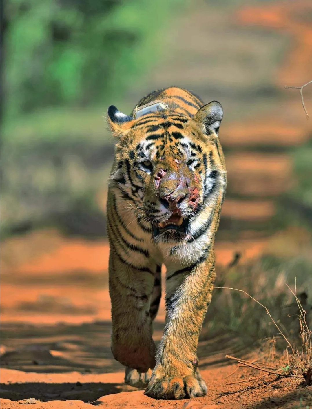 The cruel moments of animal predation that you have never seen before ...