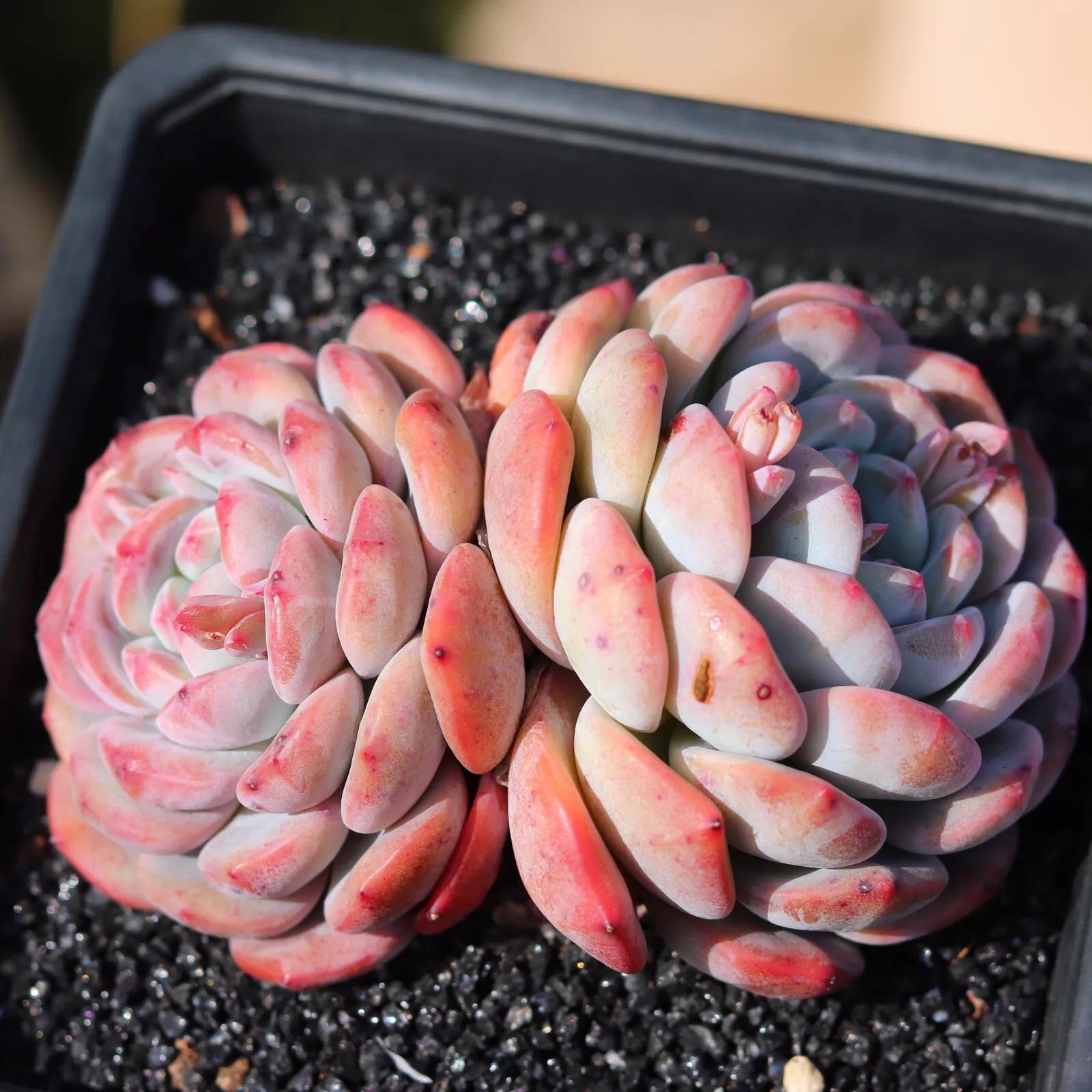 Orange Monroe, the angel of the fleshy world, whose white moonlight is ...