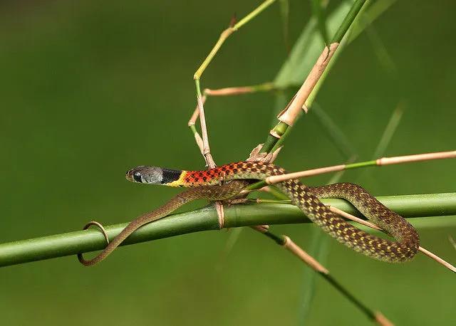 A Simple Book of Yunnan Venomous Snakes ~ Red-necked Snake - iNEWS