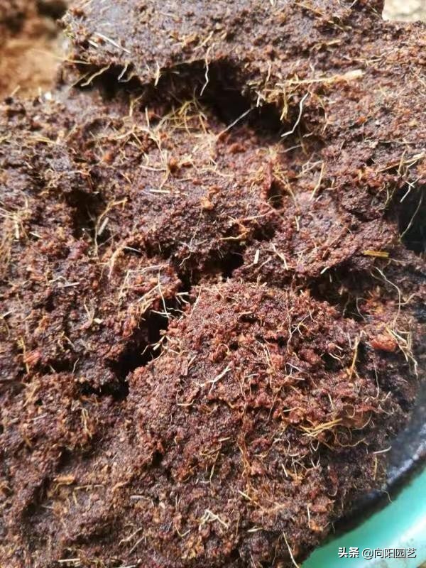 The ultra-low price of coconut chaff looks loose and breathable on the ...