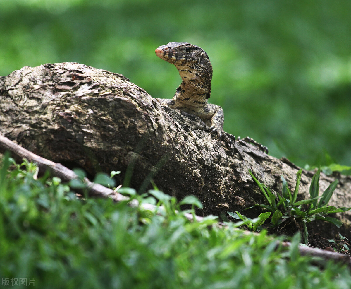The national treasure round-nosed monitor lizard "Five-Clawed Golden ...