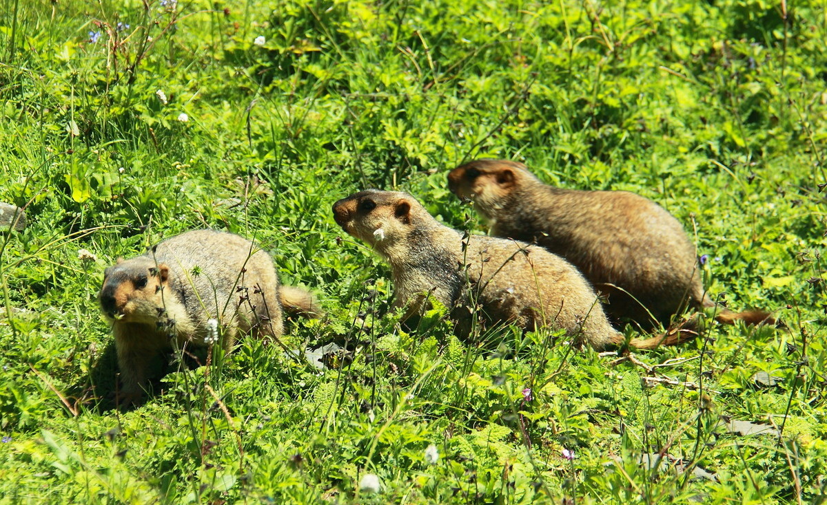 The magical and beautiful Tibetan village, the poetic mood of Mosca - iNEWS