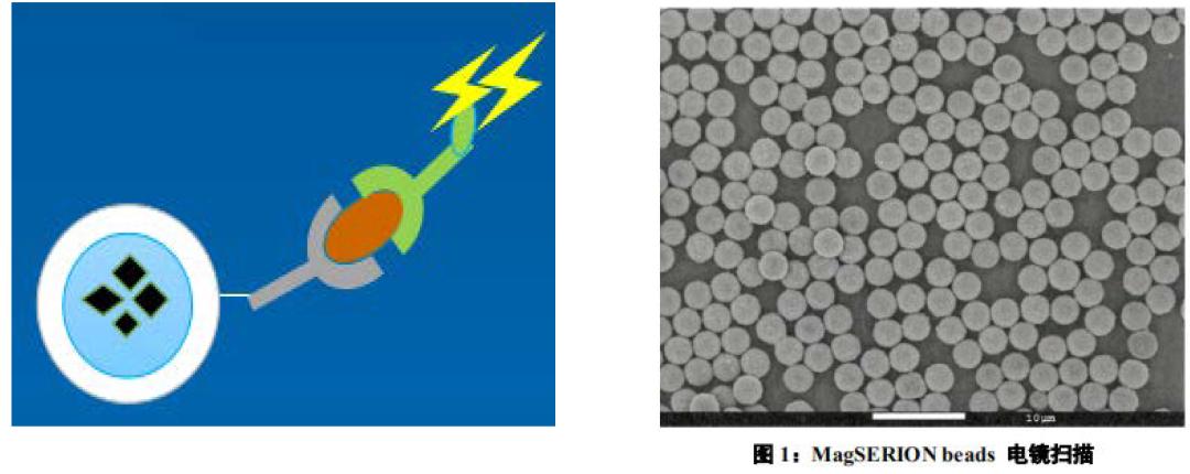 Brief introduction of in vitro application of biomagnetic beads - iNEWS