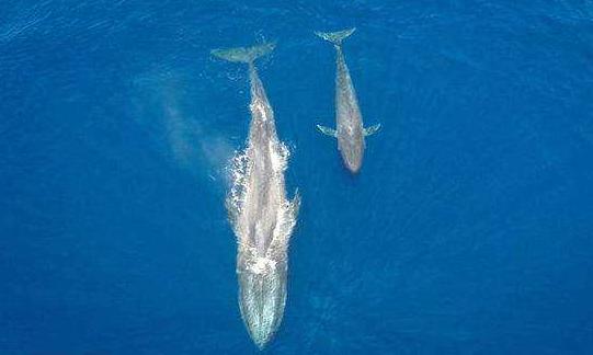 Who can hunt a blue whale with a body length of 30 meters and a weight ...