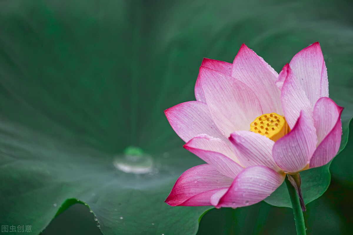 A poem by Lin Jingxi, the patriotic poet of the Southern Song Dynasty ...