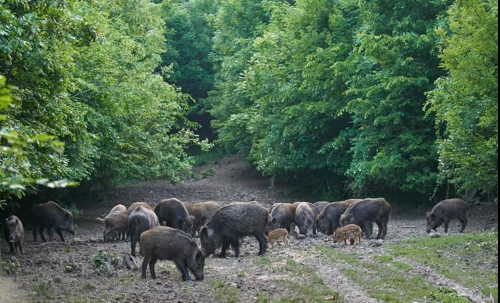 5 things you must know about wild boar hunting - iNEWS