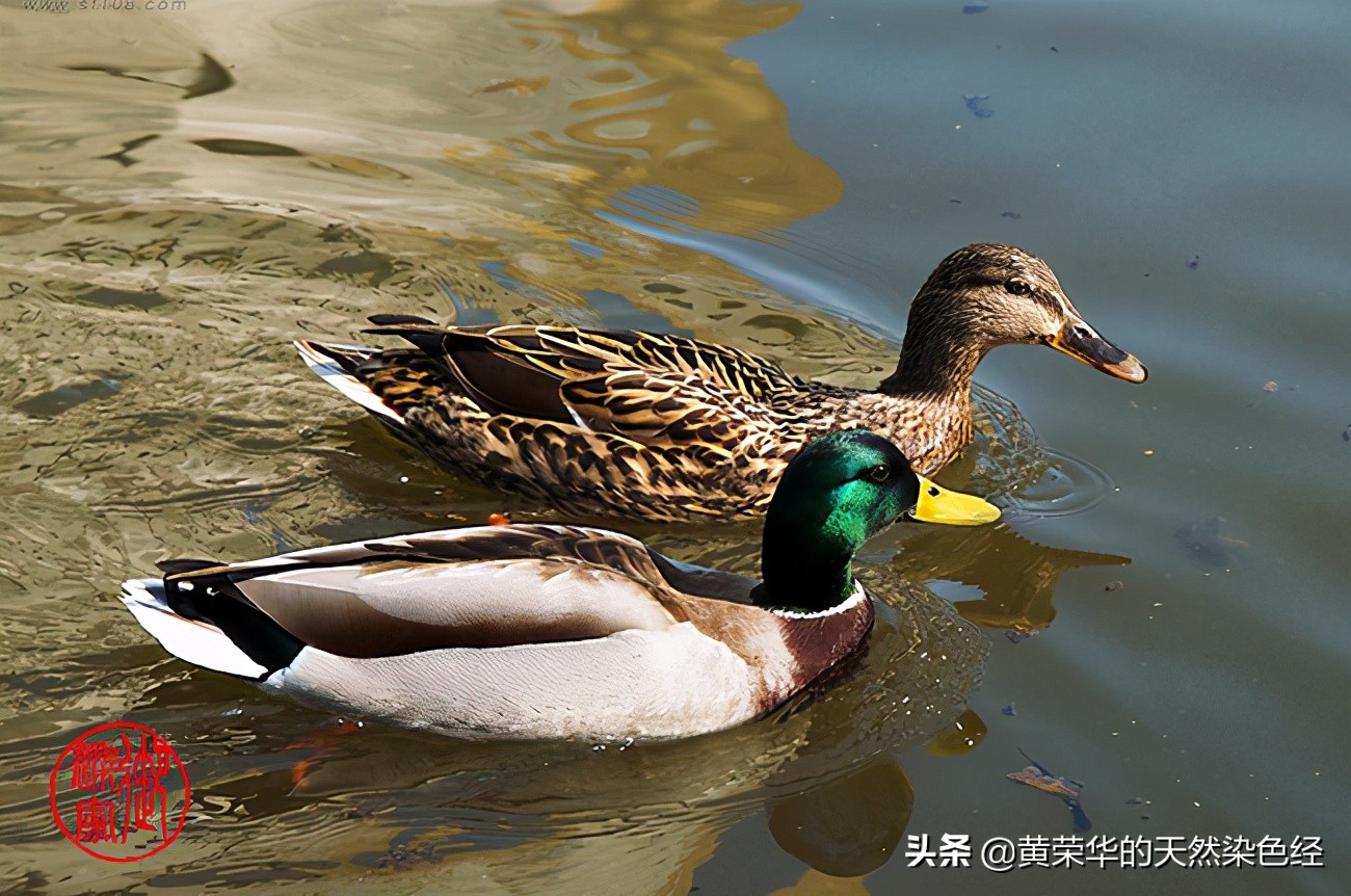 Colors in "Book of cloth": A preliminary study of duck green - iNEWS
