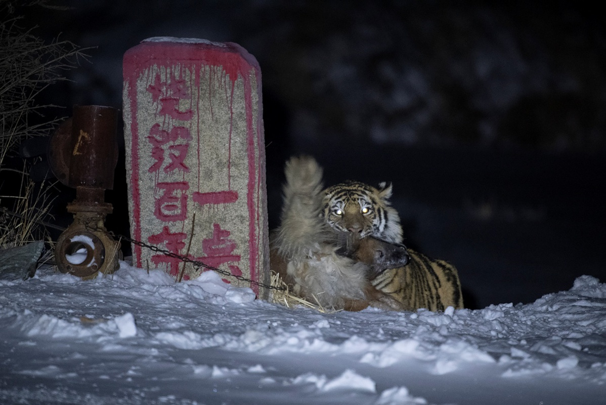 Real shot of the Siberian tiger hunting big dog in the nursery, why the ...