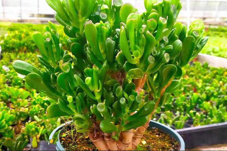 How to raise the succulent tree? Learn 3 points, novices can also raise ...