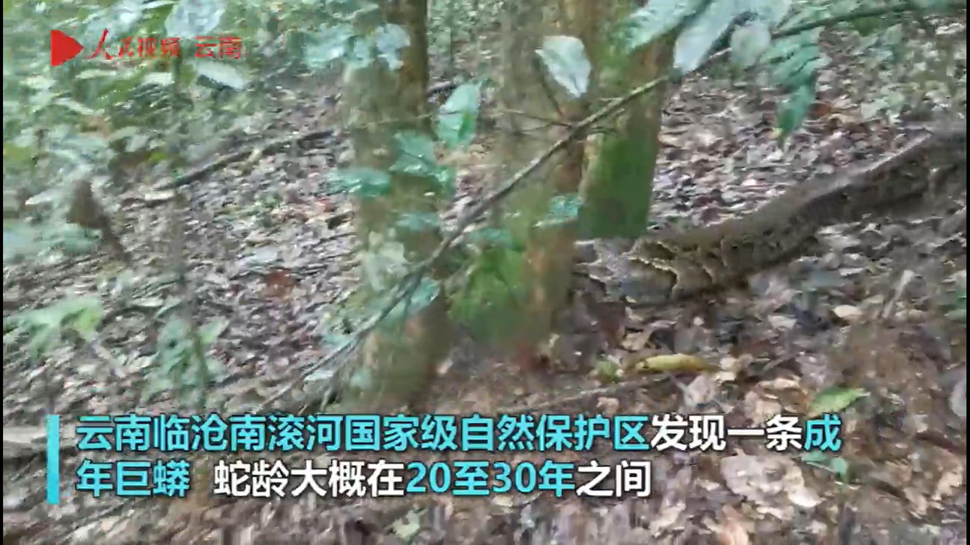 Super python!A rare giant python in India, may be more than 8 meters ...