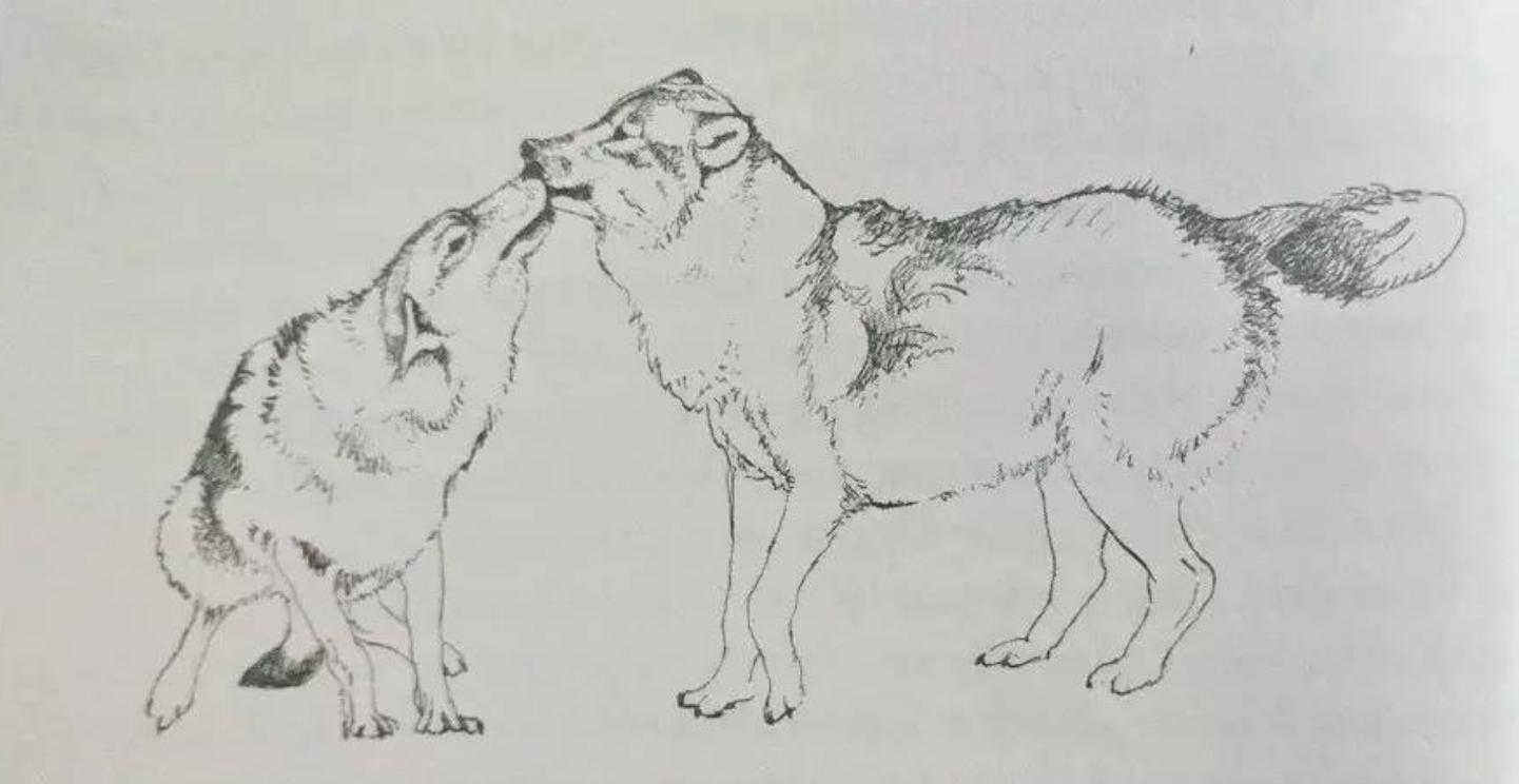 Do wolves wag their tails?The characteristics of the wolf clan ...