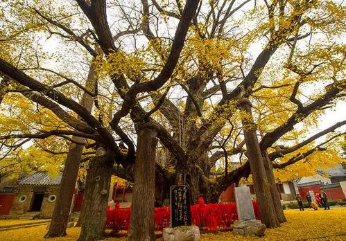 Ten famous ancient trees in China - iNEWS