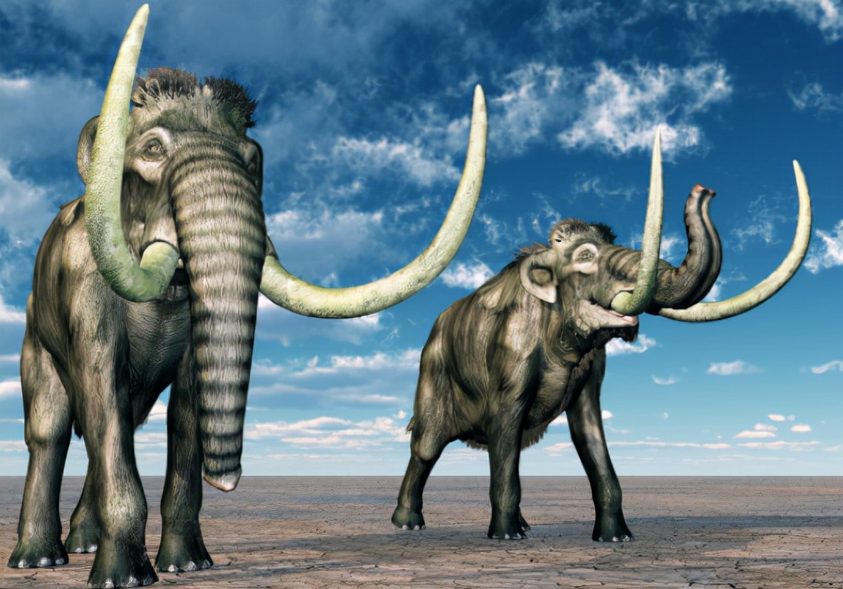 Scientists have launched the mammoth resurrection program, which is ...
