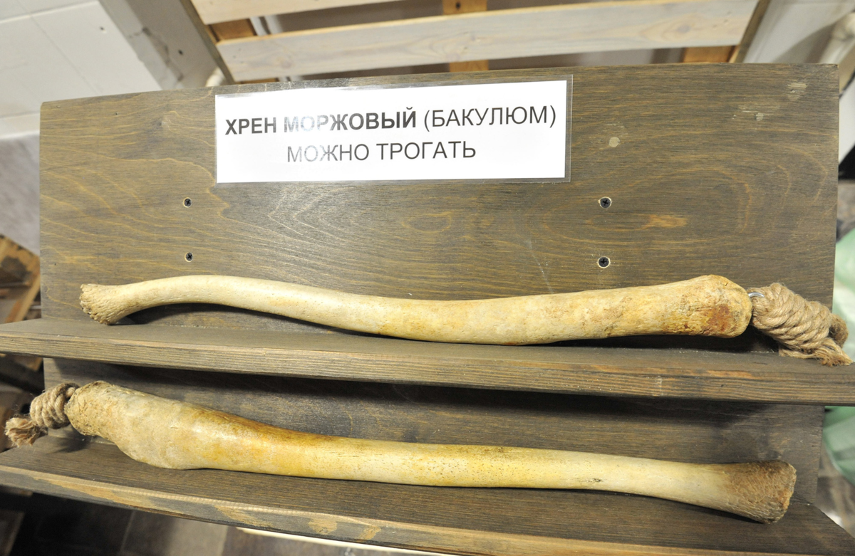 Walrus: a special kind of "chain armor", rarely pierced by guns - iNEWS