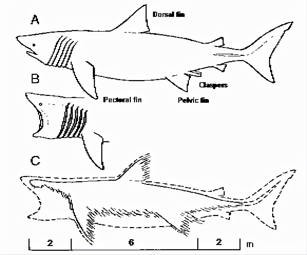 Was the corpse of the "sea monster" picked up by a Japanese fishing ...