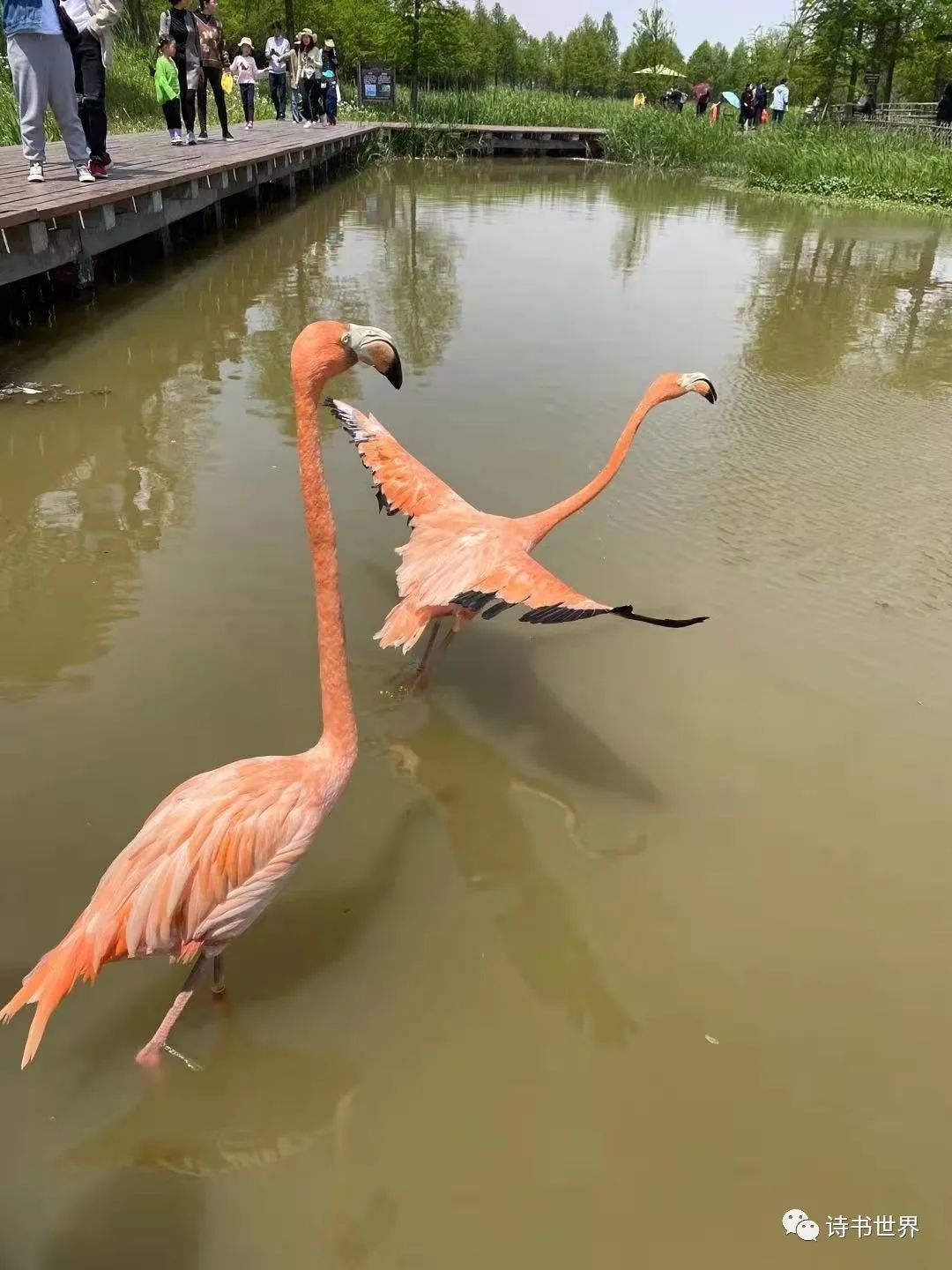 Remember the animals in the wetland of Hangzhou Bay ( - iNEWS