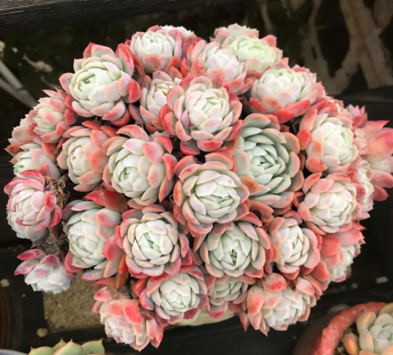 5 kinds of succulents, each of them has a fragrance, and the neighbors ...