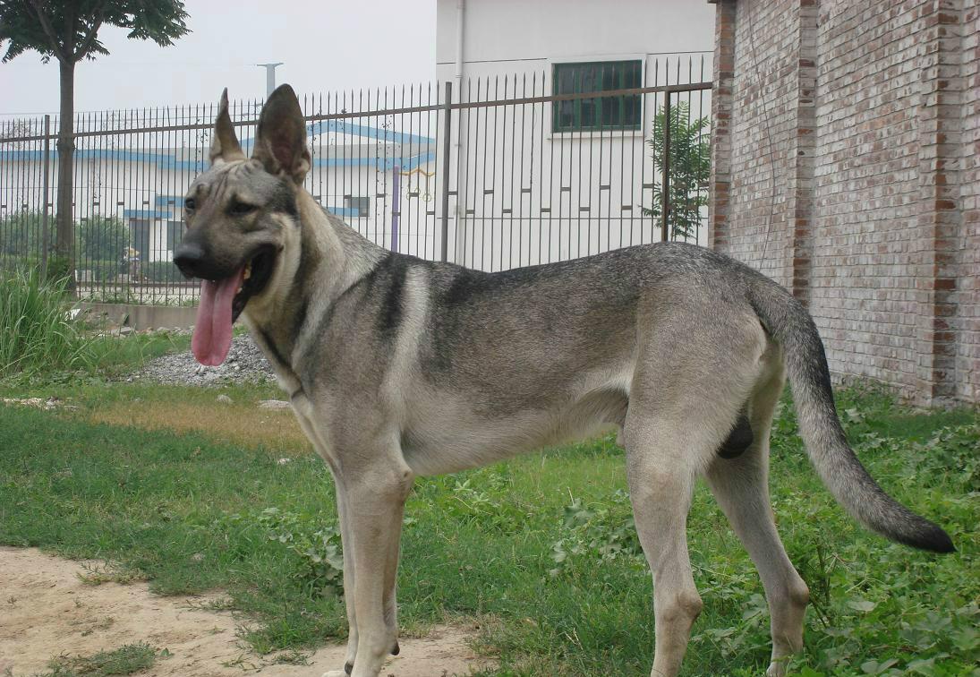 These 6 kinds of "Chinese native dogs" are worth raising. Give them a ...