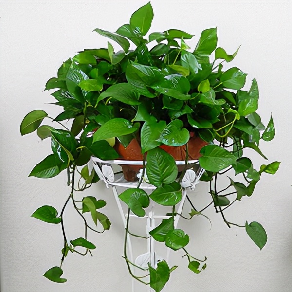 How to hydroponic green dill? - iNEWS