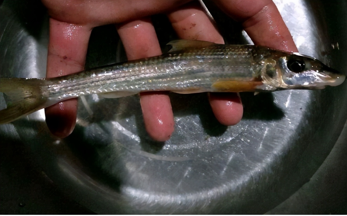This fish has a domineering name, commonly known as "coffin nail". Do ...